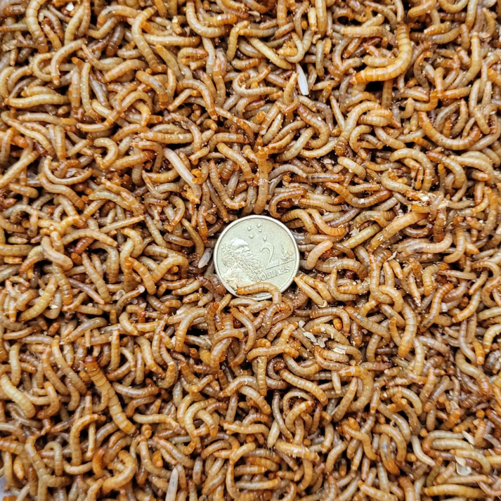 Live Mealworms - Mini – JinsGrowth